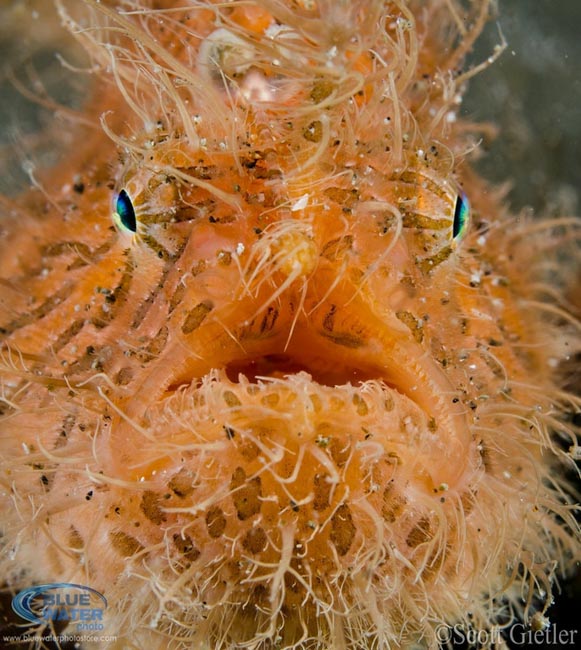 Discover our #1 photo workshop destination - Anilao - Bluewater Photo