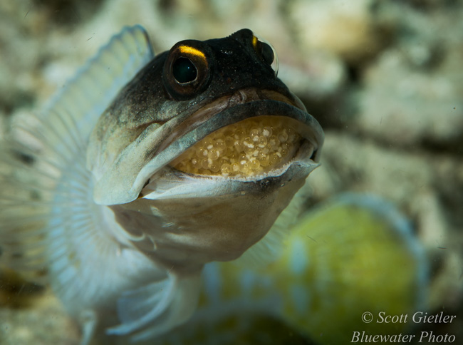Discover our #1 photo workshop destination - Anilao - Bluewater Photo