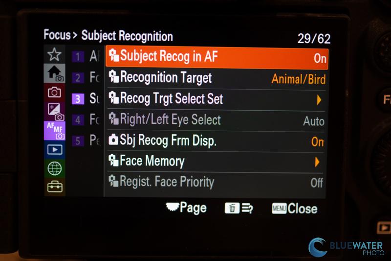 Sony A9 III Underwater Settings - Bluewater Photo